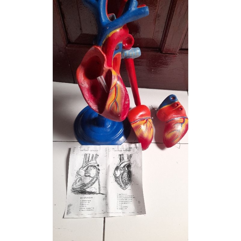 Jual MODEL TORSO JANTUNG MANUSIA | Shopee Indonesia