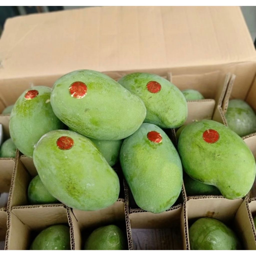 Jual mangga alpukat harum manis PREMIUM 10kg | Shopee Indonesia