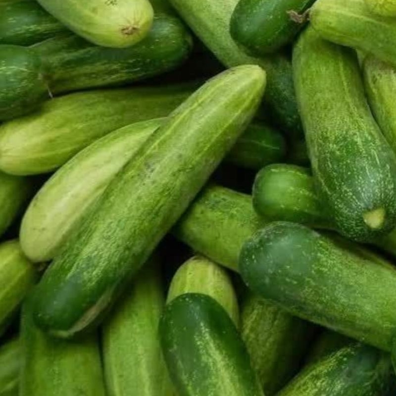 Jual Sayur Ketimun 500 gr | Shopee Indonesia