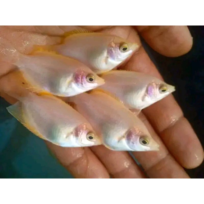 Jual gurame padang super sehat size nguku | Shopee Indonesia