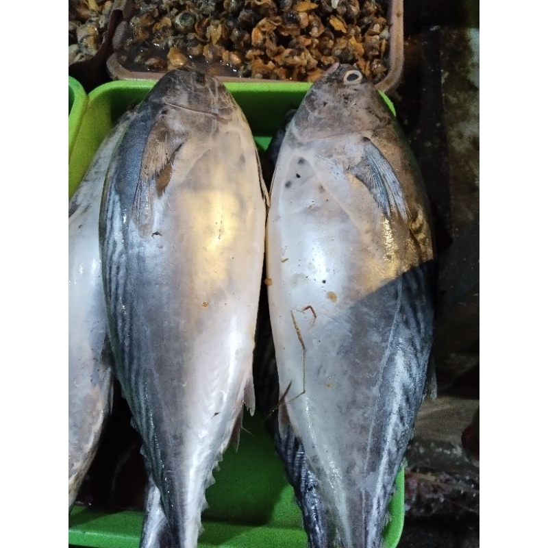 Jual 1 kg Bandeng,lele, patin gurami, segar fresh, di belah punggung,di ...
