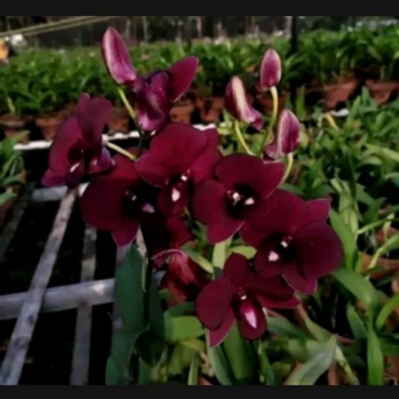 Jual PROMO!! Tanaman hias anggrek dendrobium bunga Black catte ...