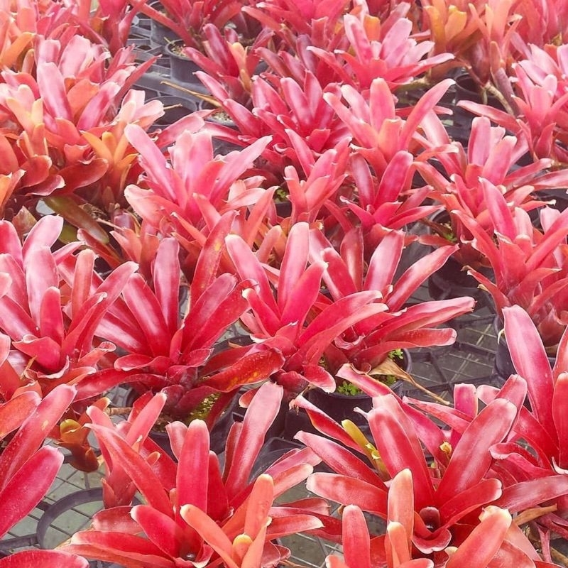 Jual Tanaman Bromelia Neon Red - Bromelia Merah - Bromelia Fireball ...