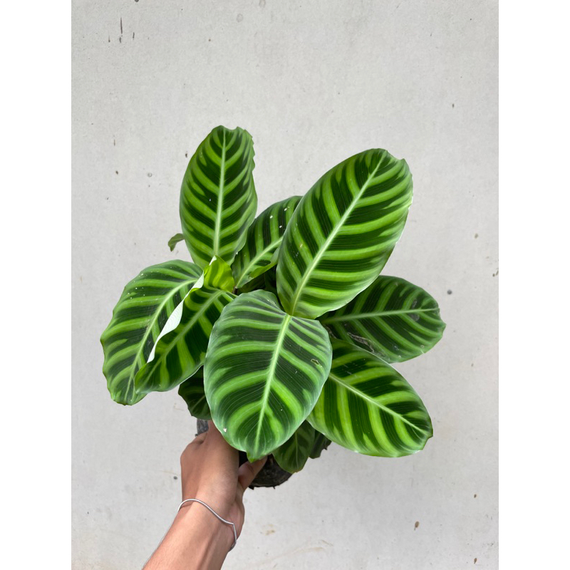 Jual Tanaman Hias Indoor Calathea Zebrina - Zebra Plant | Shopee Indonesia