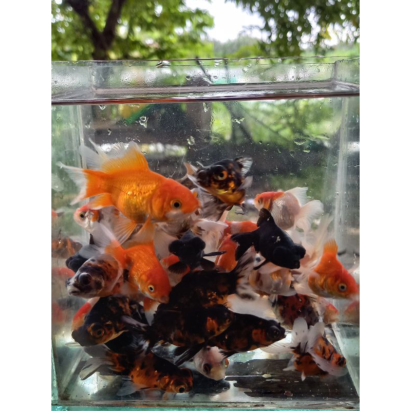 Jual MG,,Jenis koki RANDOM size S 10ekor/paket INSTAN | Shopee Indonesia