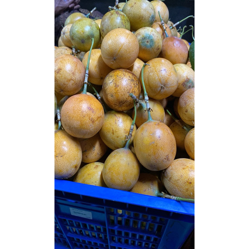 Jual MARKISA MANIS SEGAR DAN FRESH | Shopee Indonesia