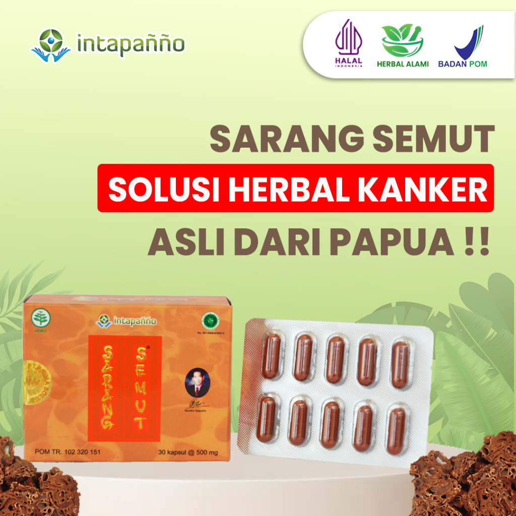 Jual INTAPANNO Sarang Semut Obat Herbal Kanker Tumor Wasir Prostat 30 ...