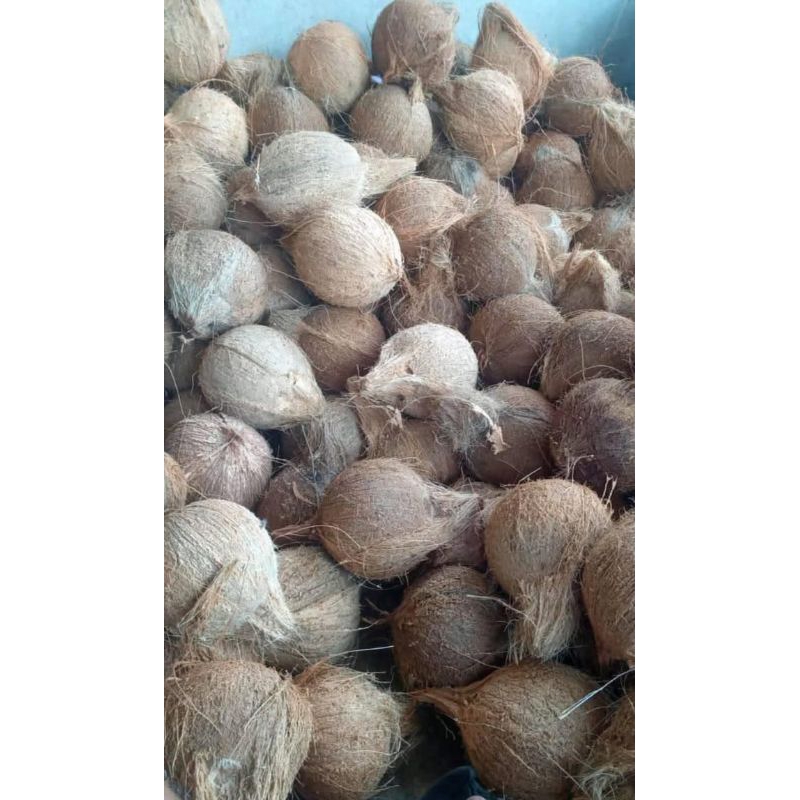 Jual kelapa parut persatu butir utuh | Shopee Indonesia