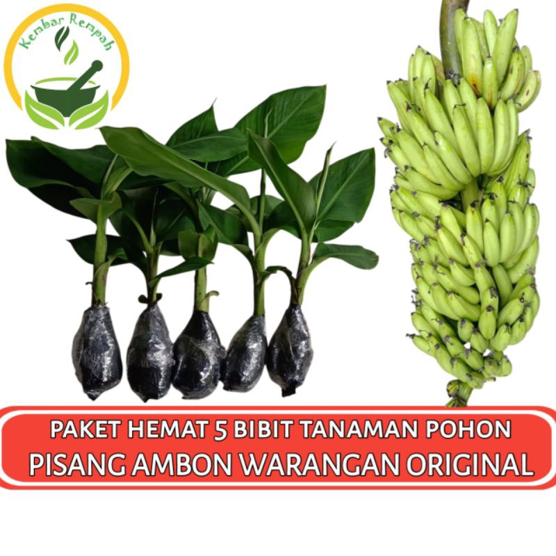 Jual Paket Hemat 5 Bibit Pohon Pisang AMBON WARANGAN Original Siap ...