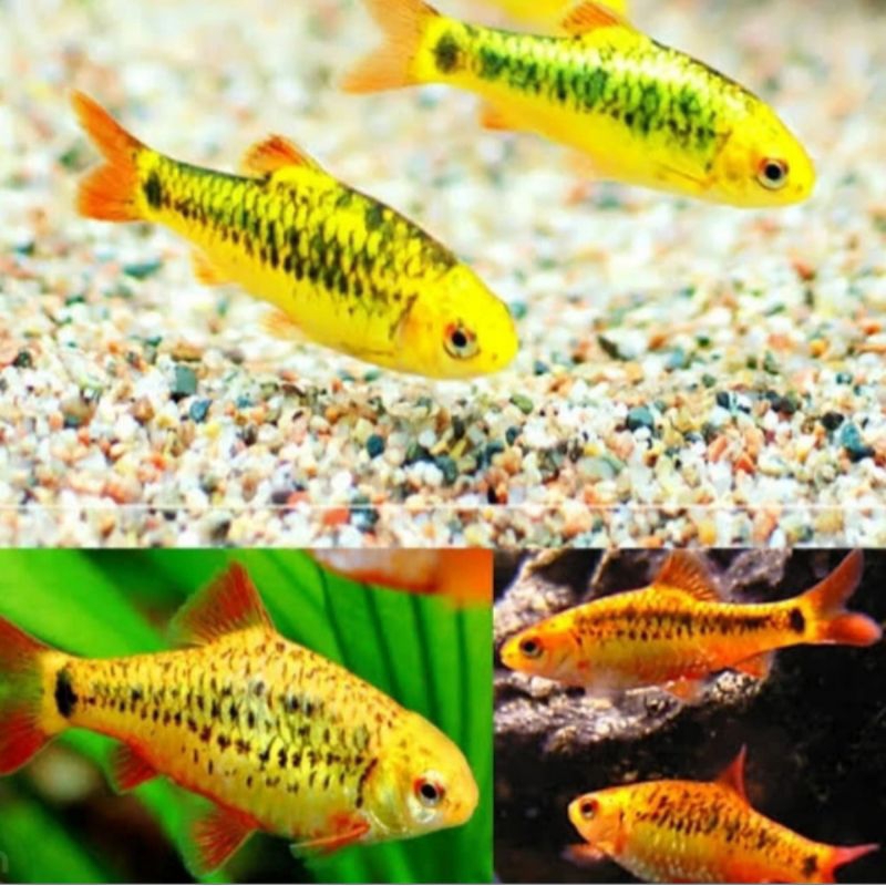 Jual ikan Chinese Golden Barb hias aquascape tankmate warna emas untuk ...