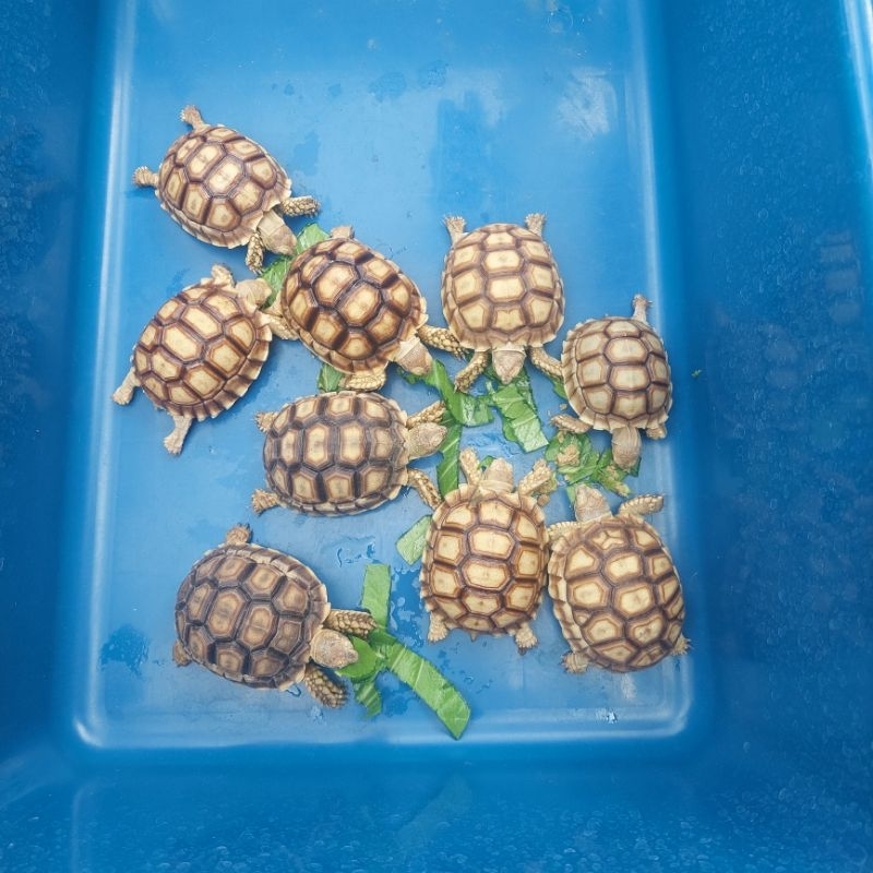 Jual Sulcata Terlengkap & Harga Terbaru Mei 2026 | Shopee Indonesia