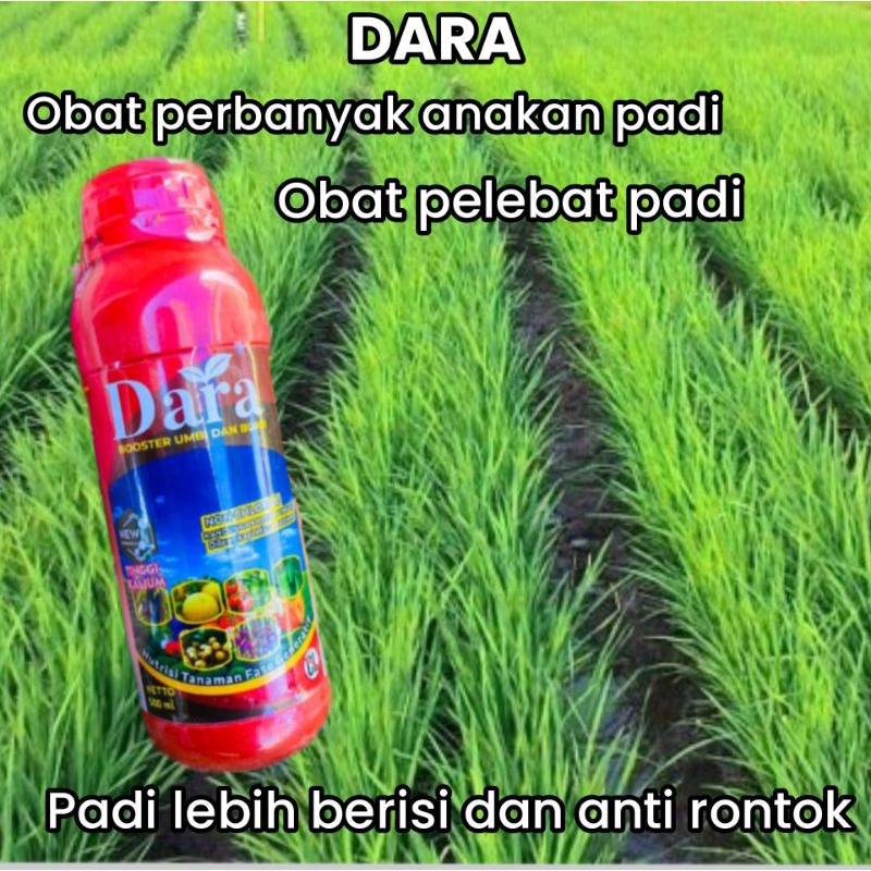 Jual Dara 500 ML Pupuk Untuk Pelebat Anakan Padi Dan Penambah Bobot Padi | Shopee Indonesia