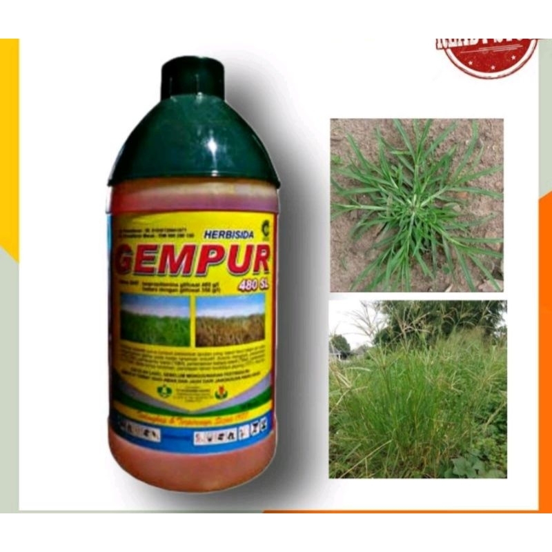 Jual GEMPUR 480SL HERBISIDA SISTEMIK RACUN RUMPUT LIAR 500ML | Shopee ...
