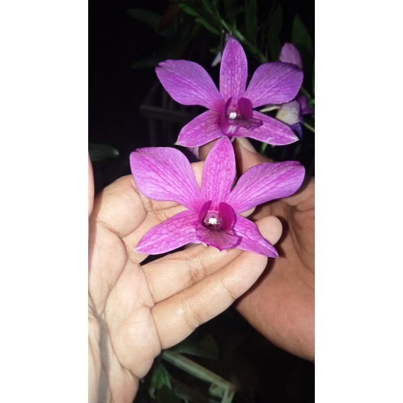 Jual anggrek dendrobium bantimurung | Shopee Indonesia