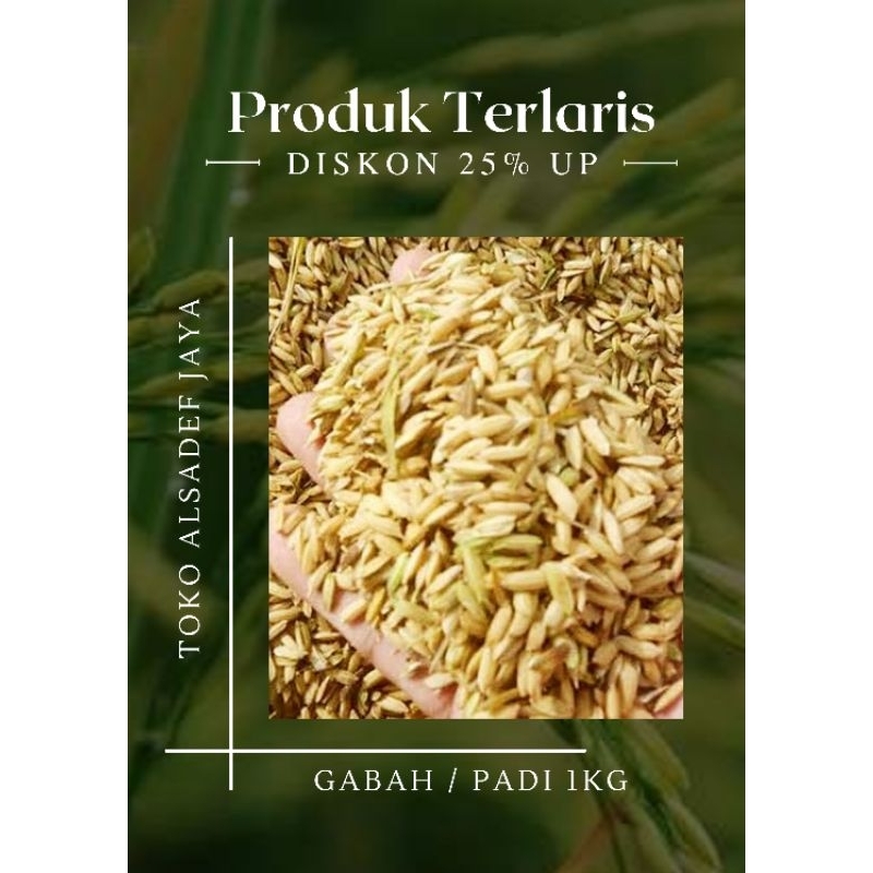 Jual GABAH KERING KUALITAS SUPER 1Kg | GABAH KERING BERAS PULEN | GABAH ...
