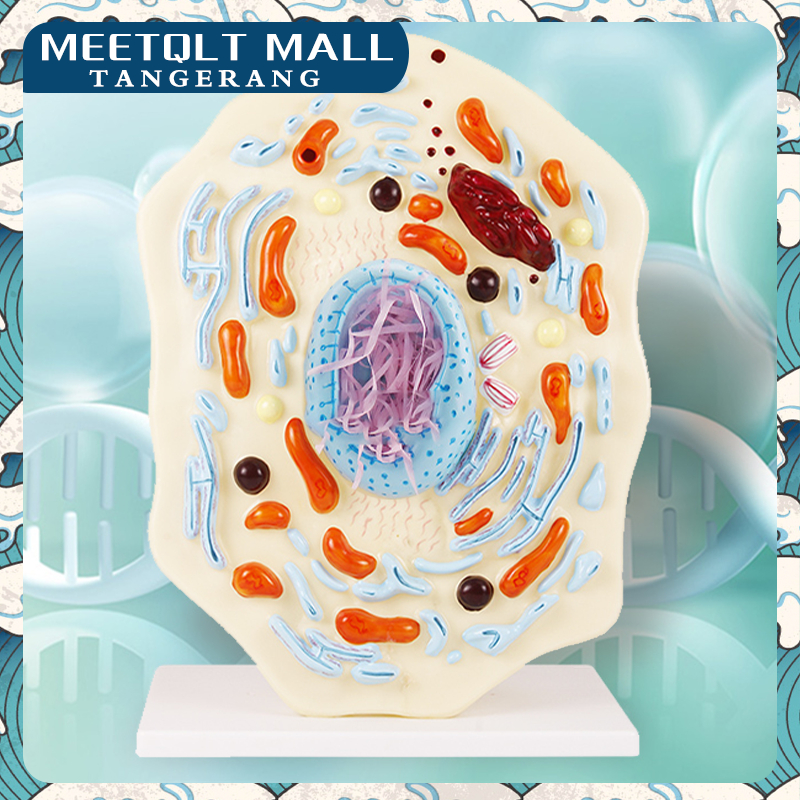 Jual Sectional Plastik Animal Cell Model-Animal Model For Biology ...