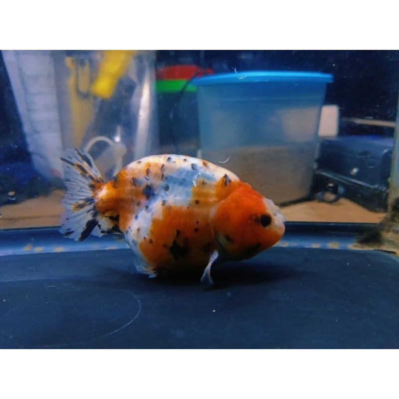 Jual koki ranchu lionchu calico 10-12cm kurleb | Shopee Indonesia