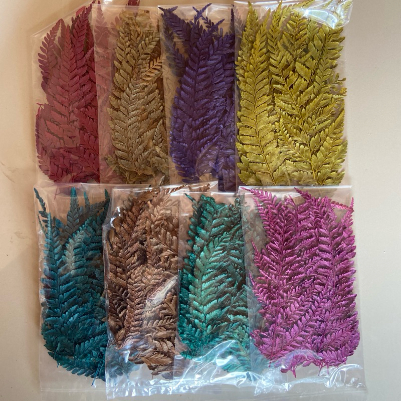Jual Daun Pakis Kering | Dried Flower | Bahan Kerajinan Rustic | Bunga ...