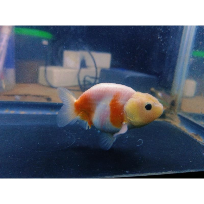 Jual ikan koki ranchu lionchu sakura | Shopee Indonesia