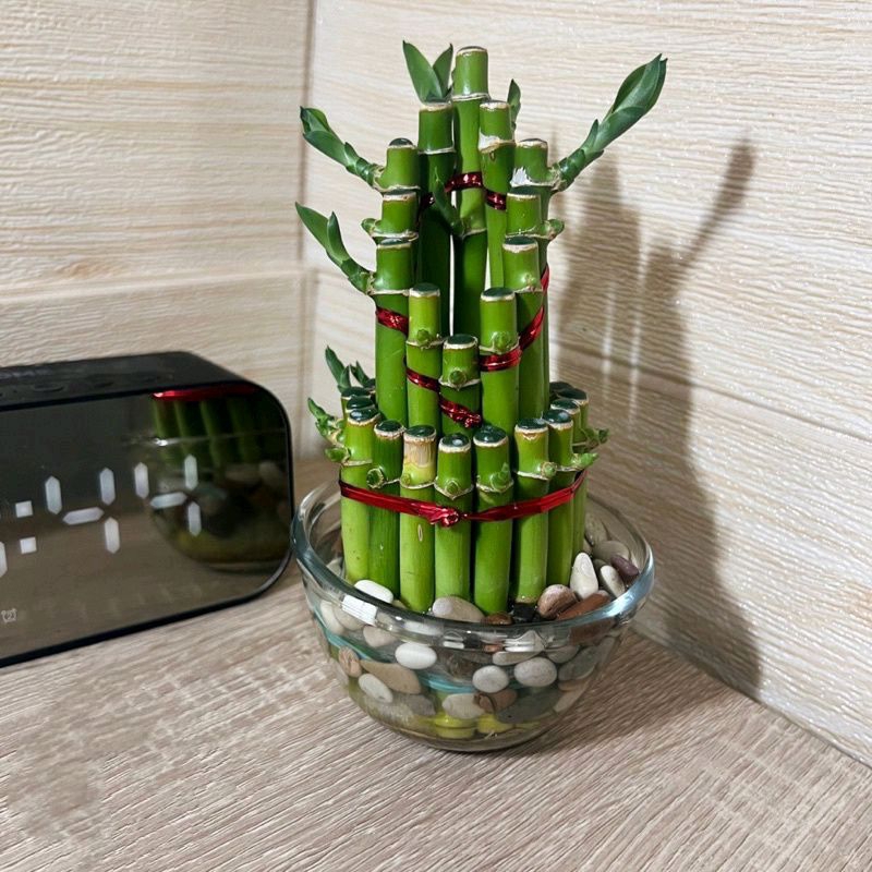 Jual (BISA COD) Tanaman Hias Bambu Hoki Susun Bisa Hidup Di Air / Pohon ...