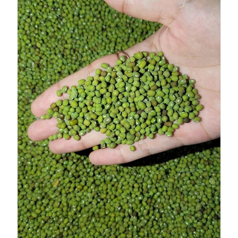 Jual KACANG HIJAU/IJO TERMURAH BERKUALITAS 1 KG | BIBIT | BUBUR | TOGE | Shopee Indonesia