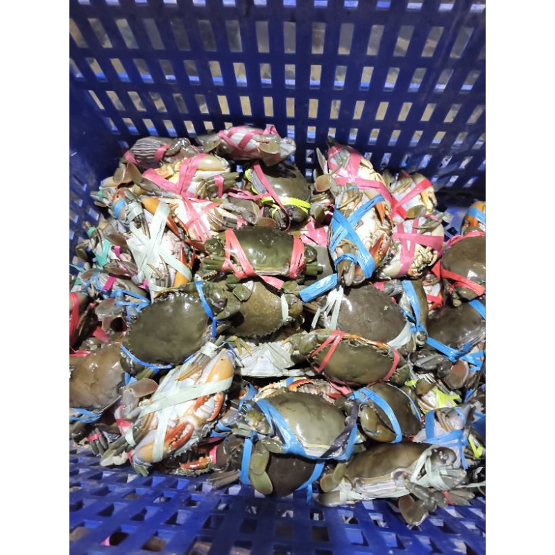 Jual KEPITING 1 KG ISI 6-8 EKOR | Shopee Indonesia