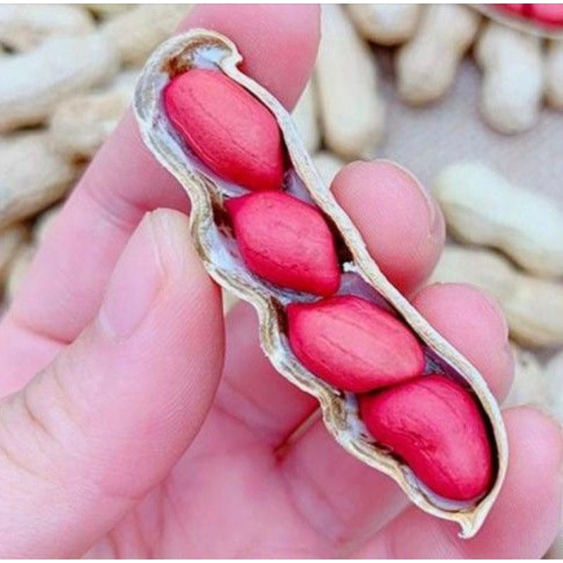 Jual 50 BUTIR BIJI/BENIH KACANG TANAH HIBRIDA KULIT WARNA MERAH ...