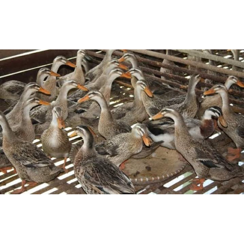 Jual TELUR FERTIL BEBEK ALABIO PETELUR HANDAL UNTUK DITETASKAN | Shopee ...
