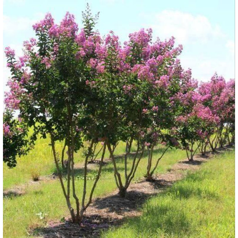 Jual Pohon Bungur Bunga Sakura Tinggi 3 Meter | Pohon Bunga Sakura ...