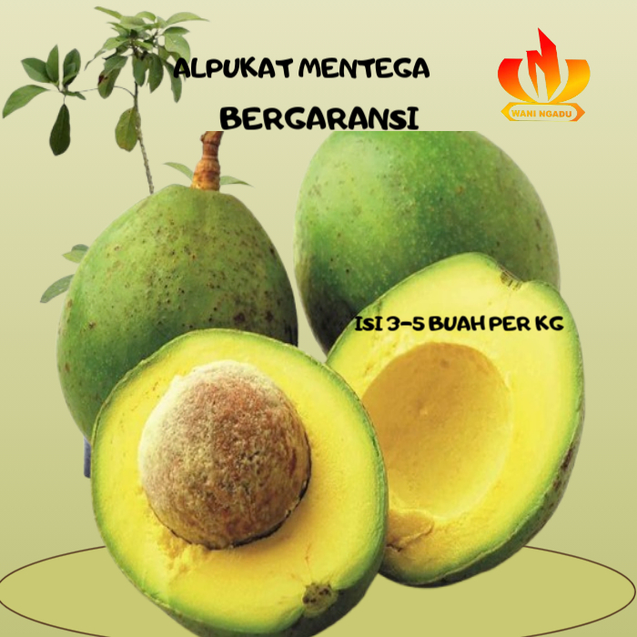 Jual Buah Alpukat Mentega Bergaransi Fresh 1 Kg Isi 3, 4, 5, 6 Manis ...