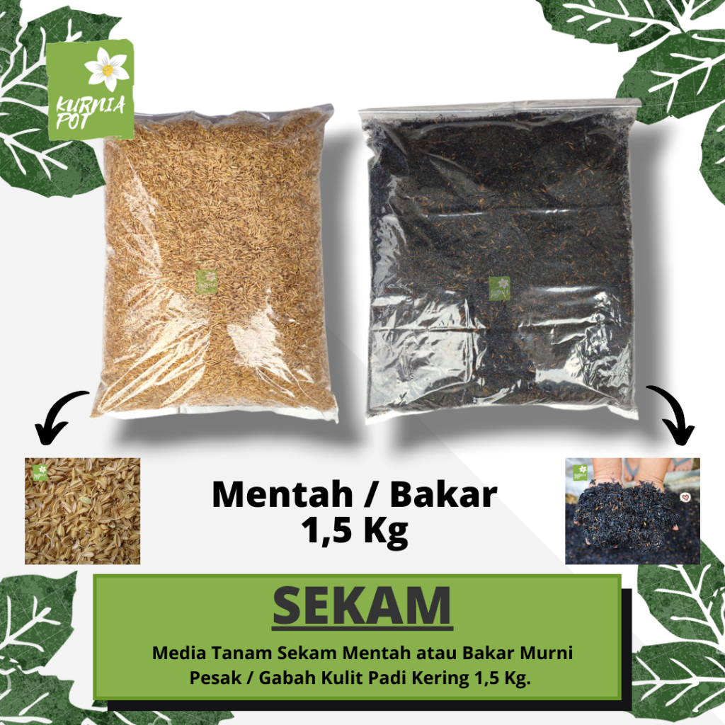 Jual Sekam Mentah Bakar Kulit Padi 1,5 Kg Organik Media Tanam ...
