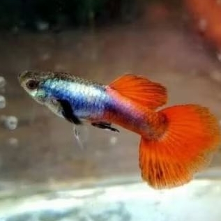Jual Stiker Guppy PRT PLATINUM RED TAIL | Shopee Indonesia