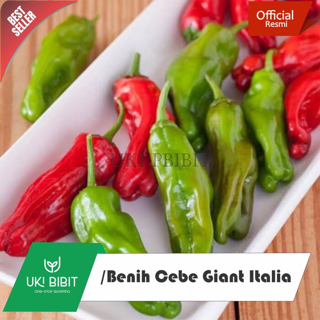Jual ( 10 Butir ) Benih Biji Cabe Giant Italia | Cabe Palermo Pepper ...