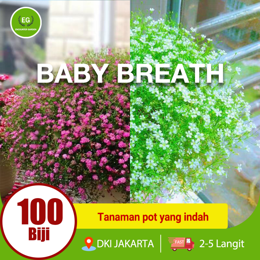 Jual 100 biji Benih Bunga Gypsophila Monarch White (Baby Bearth Seeds ...
