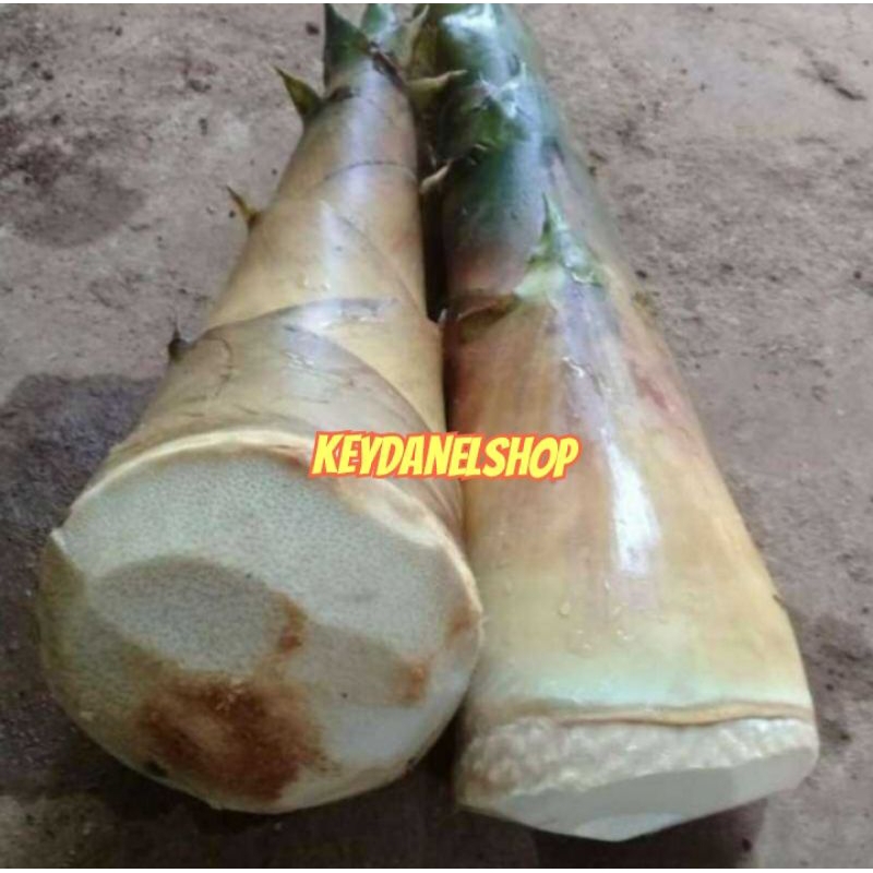 Jual Rebung bambu sayur segar petik langsung 1kg | Shopee Indonesia
