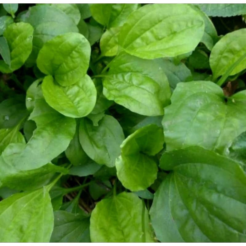 Jual Daun Sendok Segar Daun kiurat segar 500gram petik langsung ...