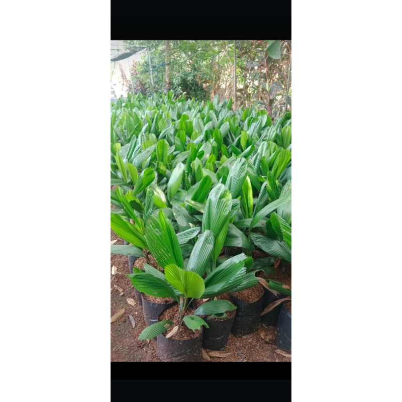 Jual Palm Kol / Licuala Grandis 30-60cm | Shopee Indonesia
