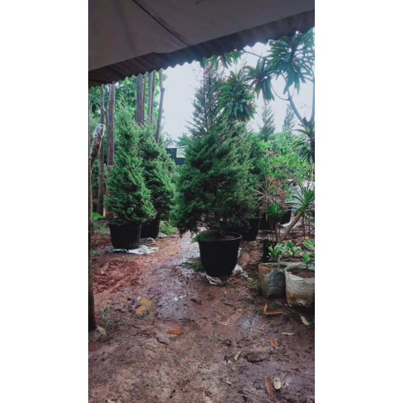 Jual Cemara Pua-Pua 1,5 meter | Shopee Indonesia