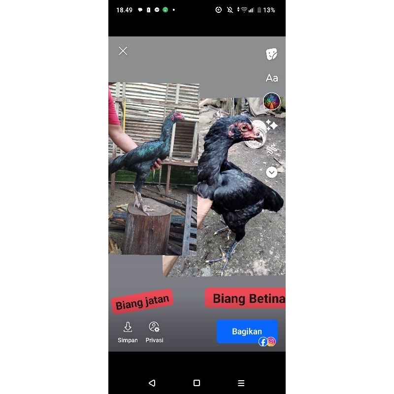 Jual Redy telur ayam jago super pakoy blackbull | Shopee Indonesia