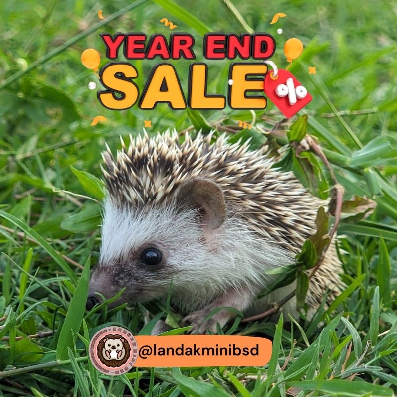 Jual Landak Mini | Shopee Indonesia