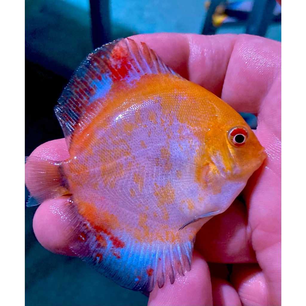 Jual hiasan aquarium ikan discus golden calico | Shopee Indonesia