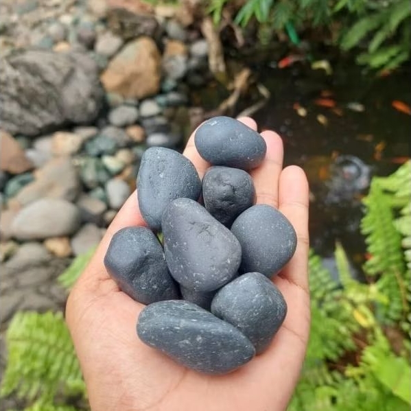 Jual Batu koral Alor hitam halus 1 kg kupang hitam | Shopee Indonesia