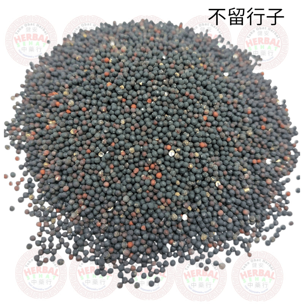 Jual Bu Liu Xing Zi Wang Bu Liu Xing Zi Zhi Vacarria Herbs Premium ...
