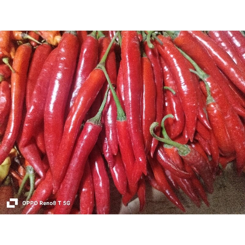 Jual cabe merah besar tw 250grm | Shopee Indonesia