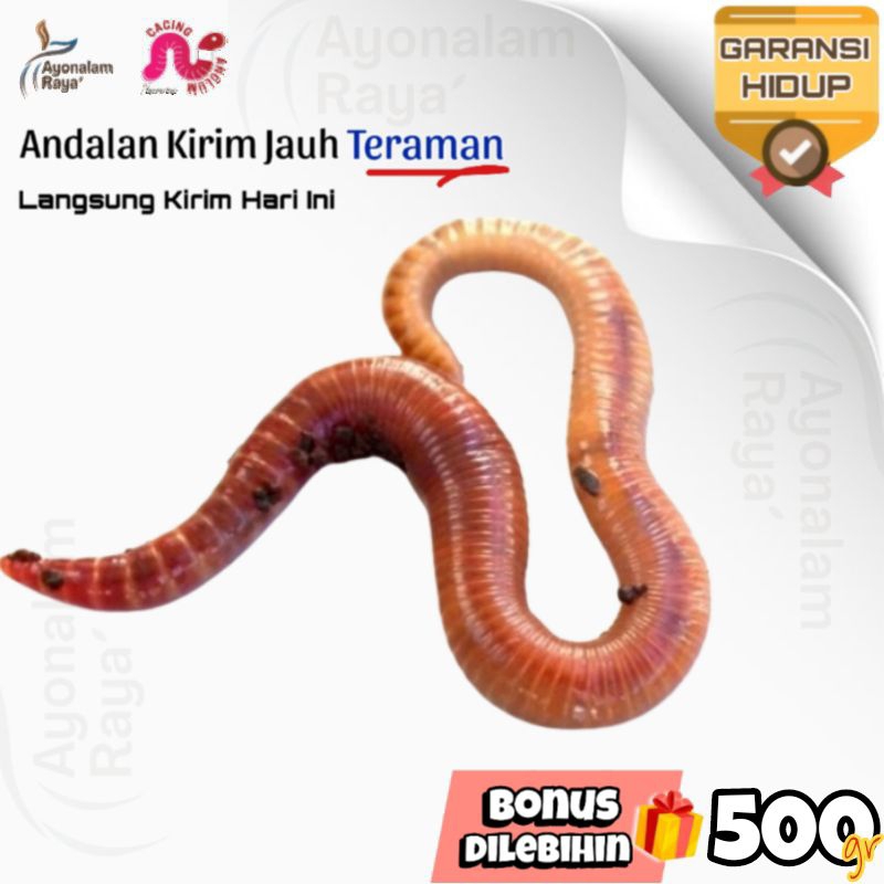 Jual Cacing Lumbricus Tiger Untuk Tipes, Kompos Sampah & Kosmetik ...