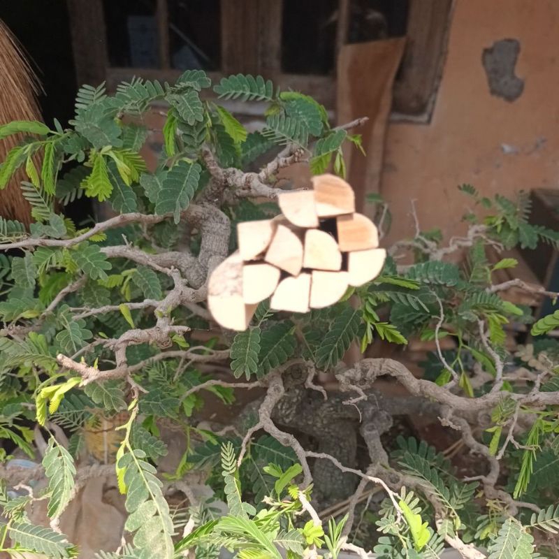 Jual Tiang Sangkar burung OvaL ( Tiang OvaL ) 1 Set iSi 4 Batang ...