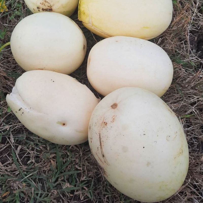 Jual BIBIT BENIH TIMUN SURI PUTIH MANOHARA || 100 BENIH UNGGUL || PUTIH ...