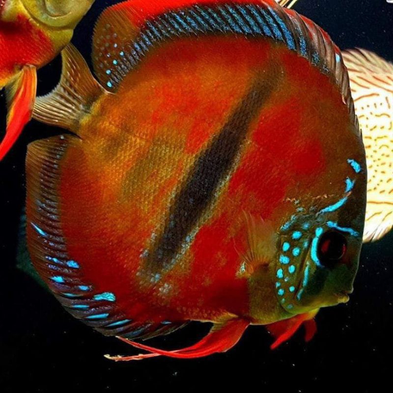 Jual Discus Red Ica Ikan Hias Aquarium | Shopee Indonesia