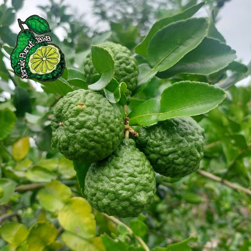 Jual JERUK PURUT (HARGA PER BUAH) | Shopee Indonesia