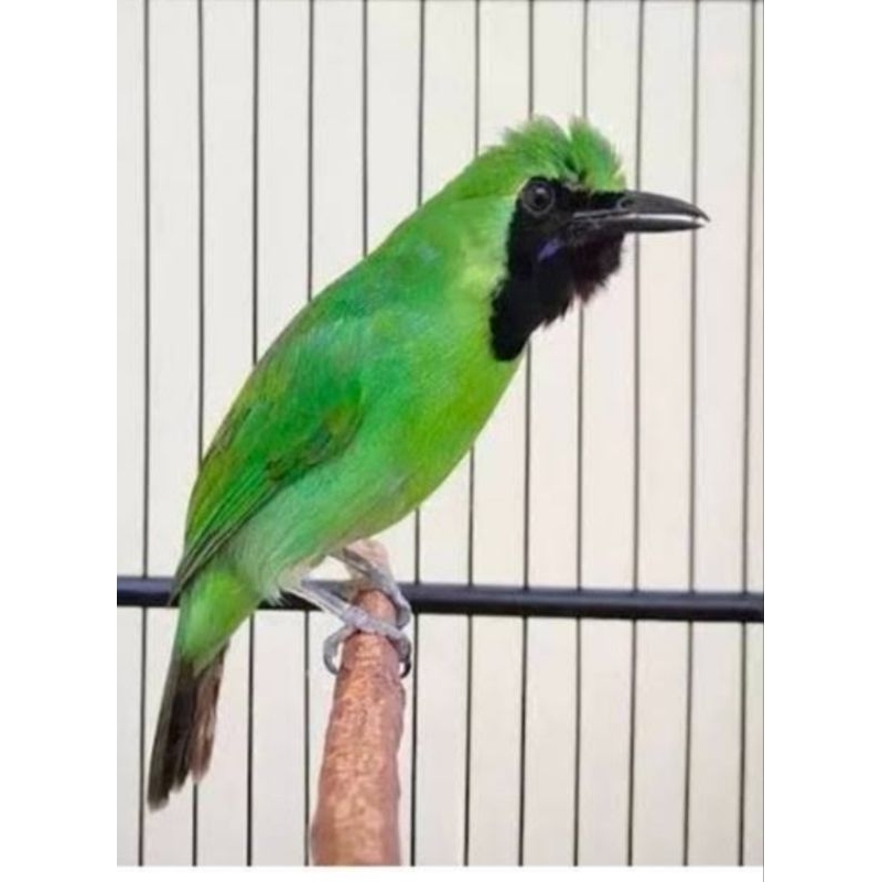Jual BURUNG CUCAK IJO BAHAN BODY BIG SUDAH MULAI RAJIN BUNYI | Shopee ...